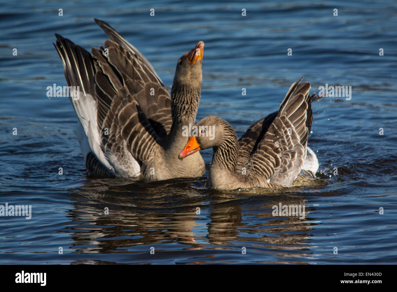Mating pose hi-res stock photography and images - Alamy