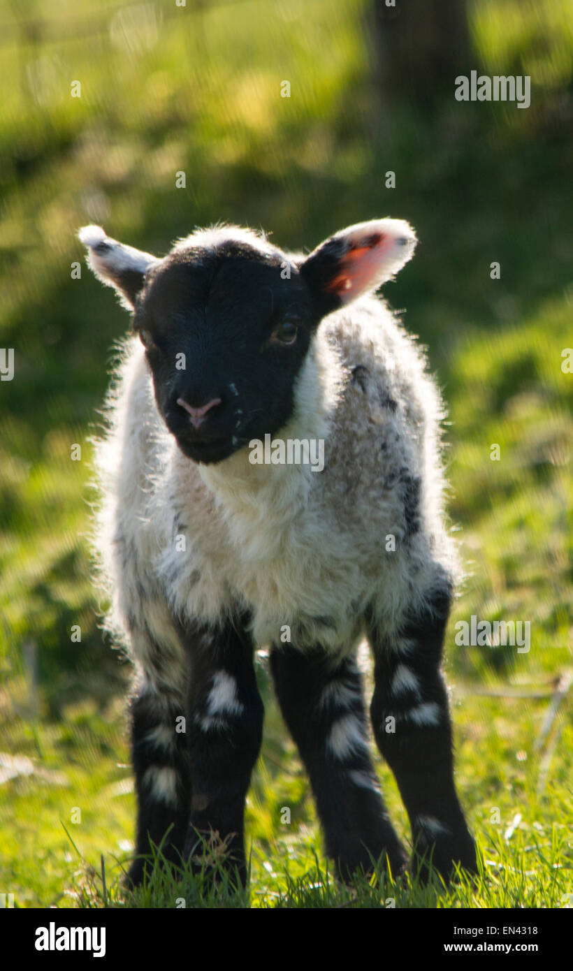 Face of lamb hi-res stock photography and images - Alamy