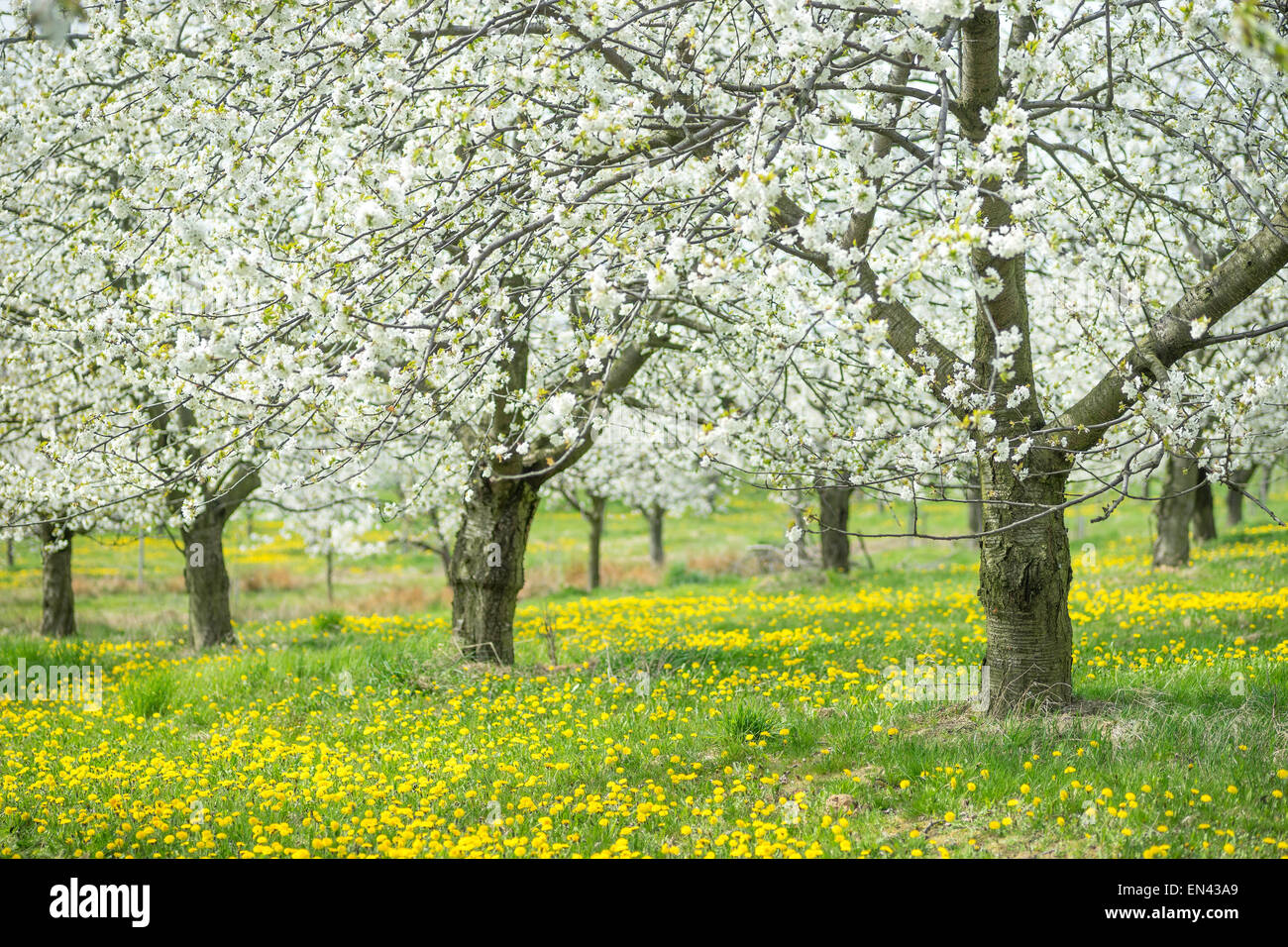 Blooming cherry trees sunny day green grass orchard Stock Photo - Alamy