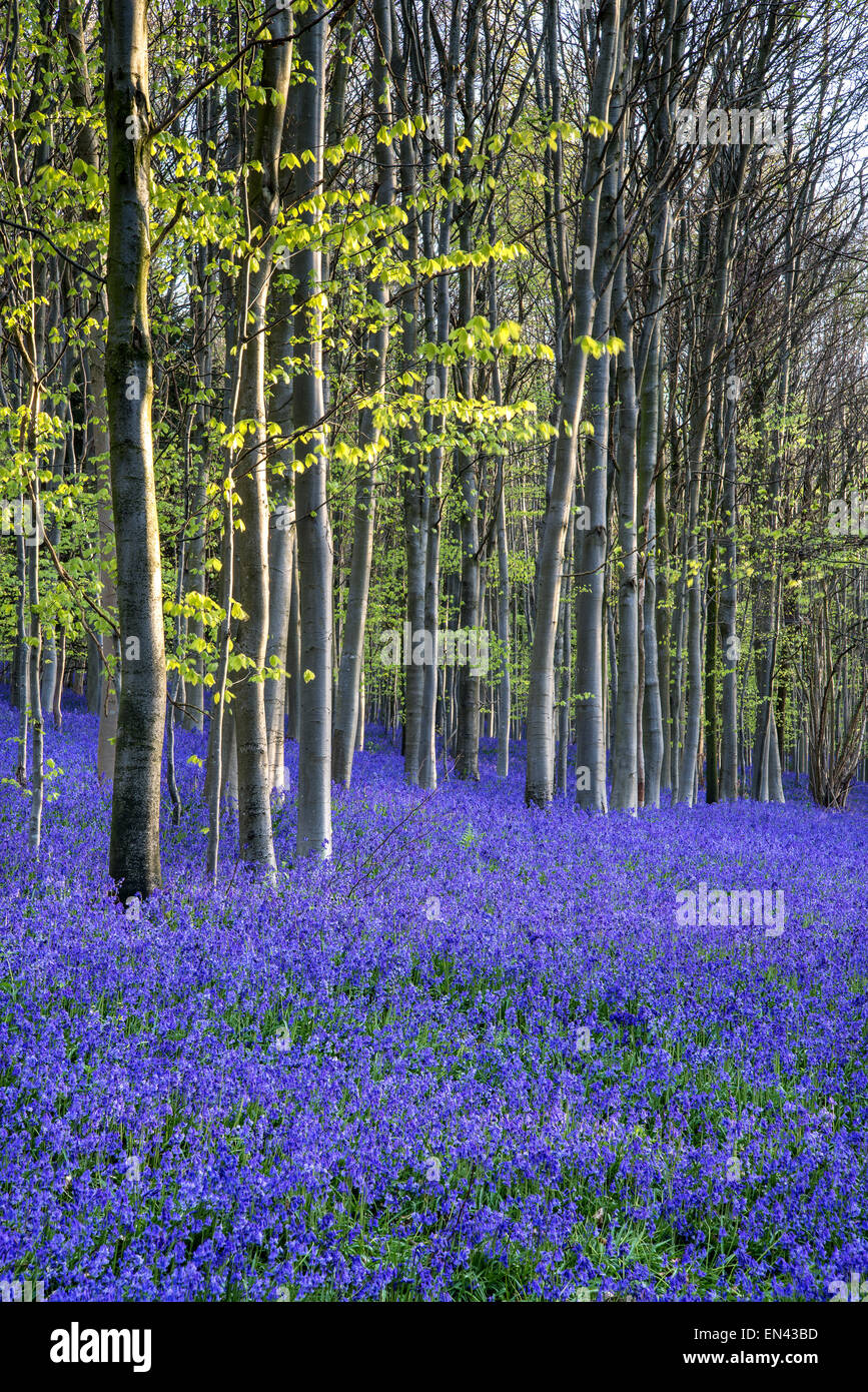 Beautiful morning in Spring bluebell forest Stock Photo - Alamy