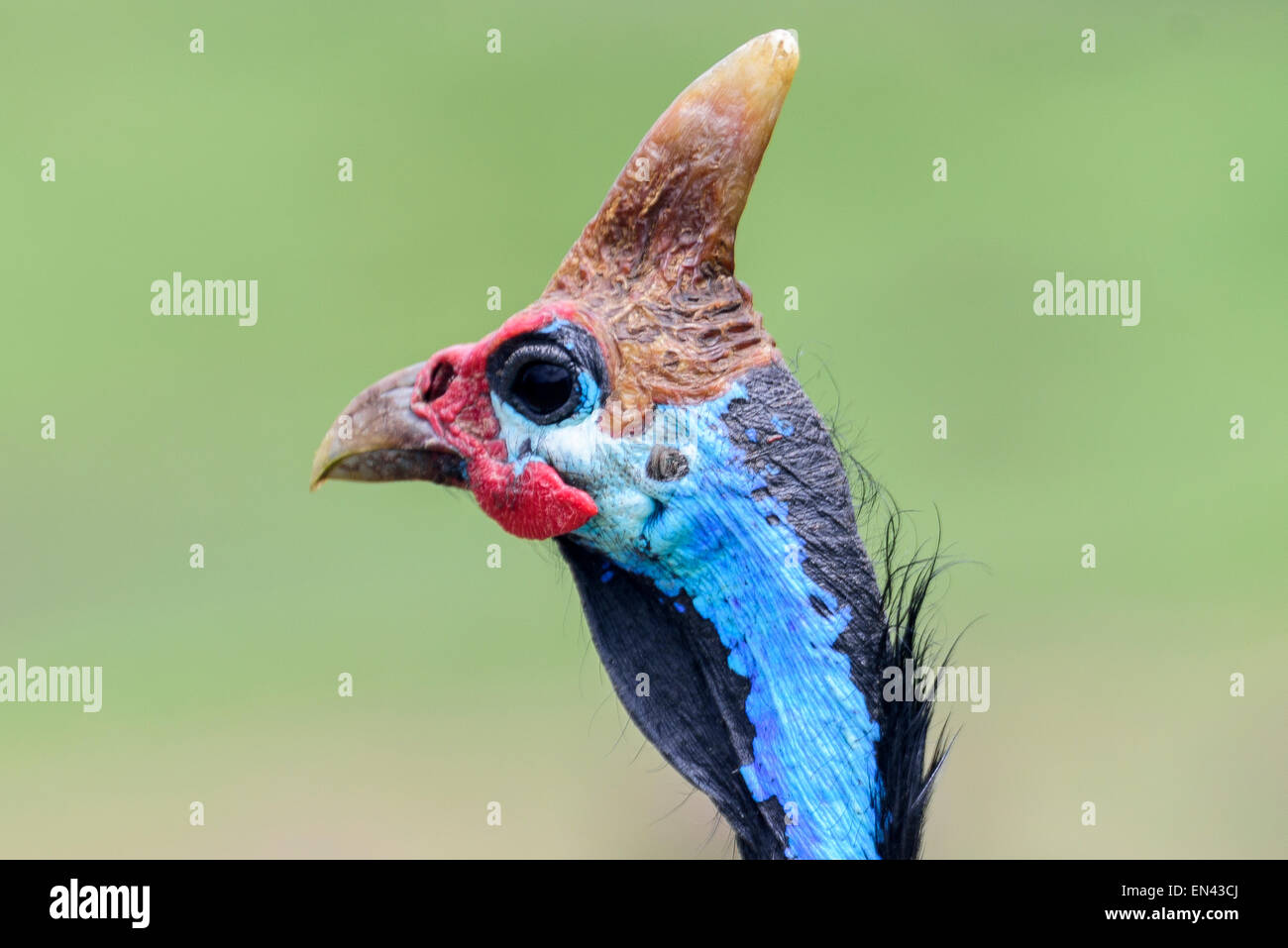 Numididae, guineafowl in Ngorongoro Conservation Area, Tanzania, Africa ...