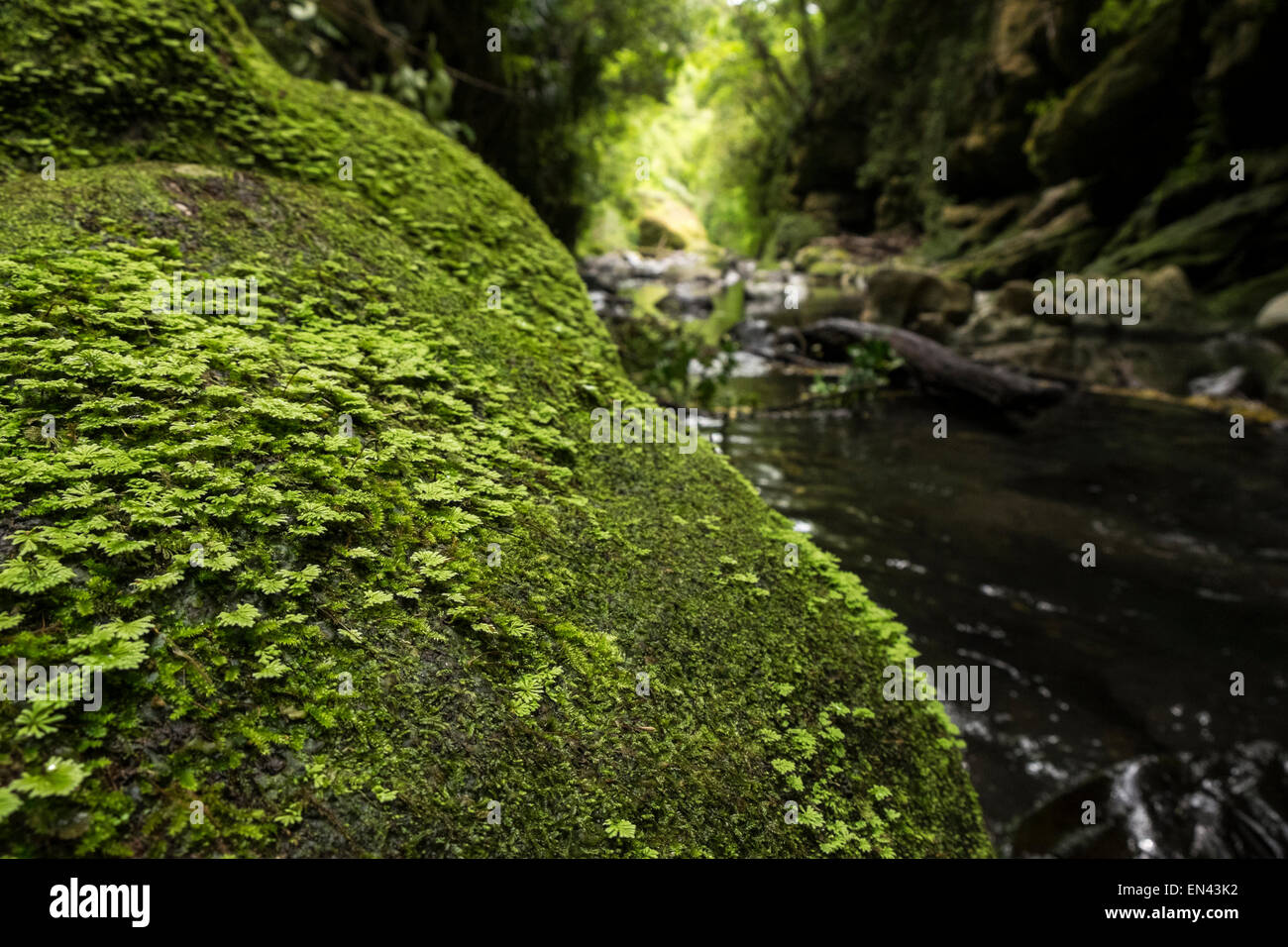 Walking in the Patuna gorge, a limestone chasm in Wairarapa, New ...