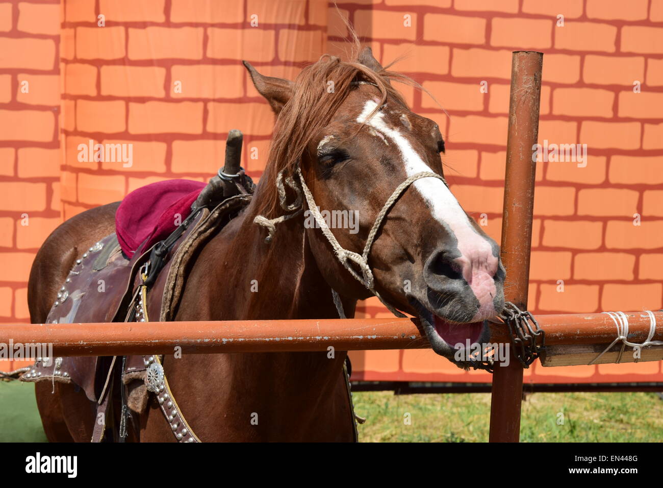 Horse in traditional Kazakh harness Stock Photo - Alamy