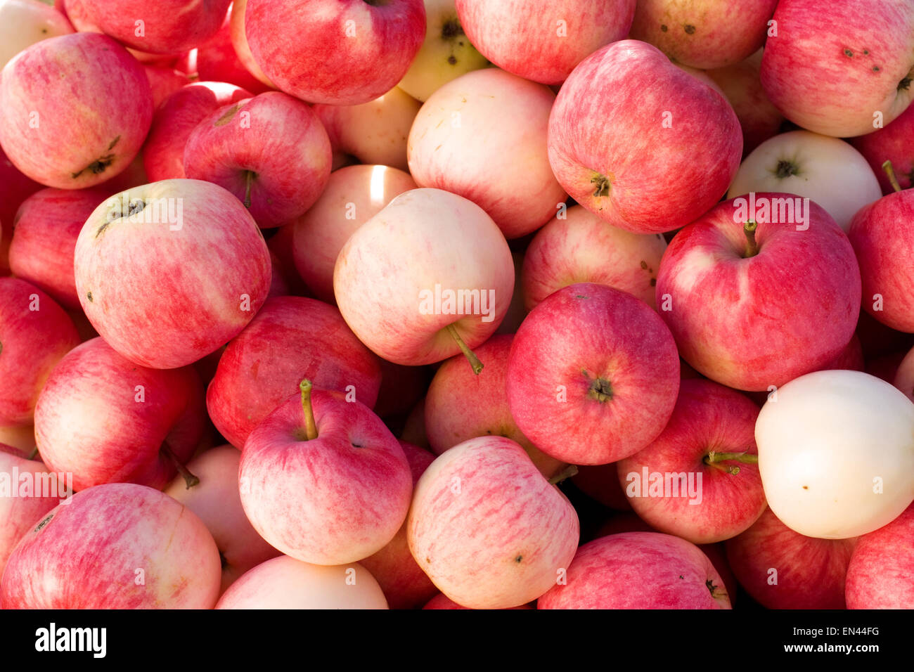 Rich harvest of many ripe red apples closeup view, natural background ...