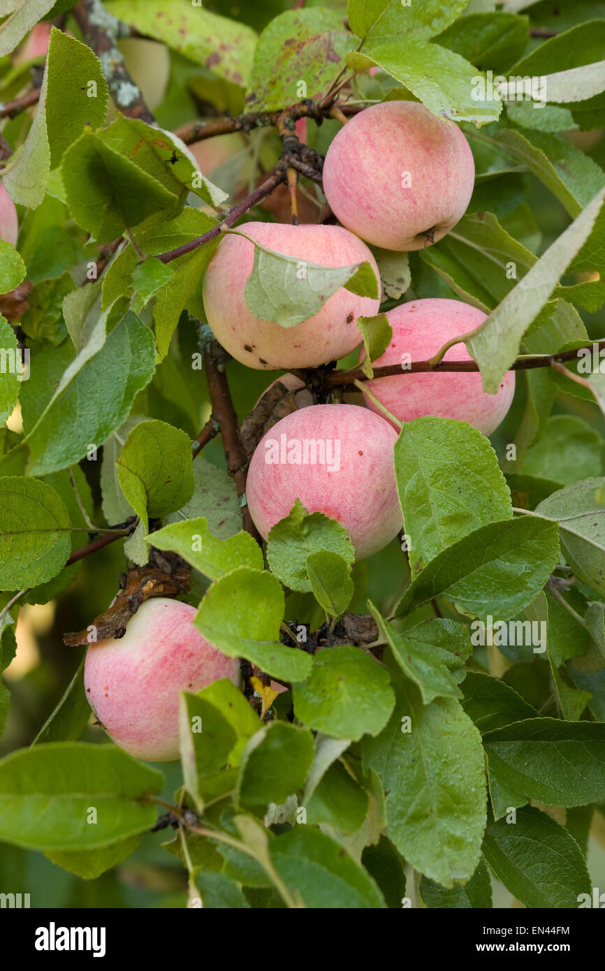 Ripe apples on the apple tree under sun light Stock Photo - Alamy