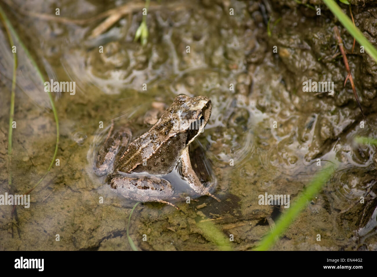 The little frog is sitting in a puddle Stock Photo - Alamy
