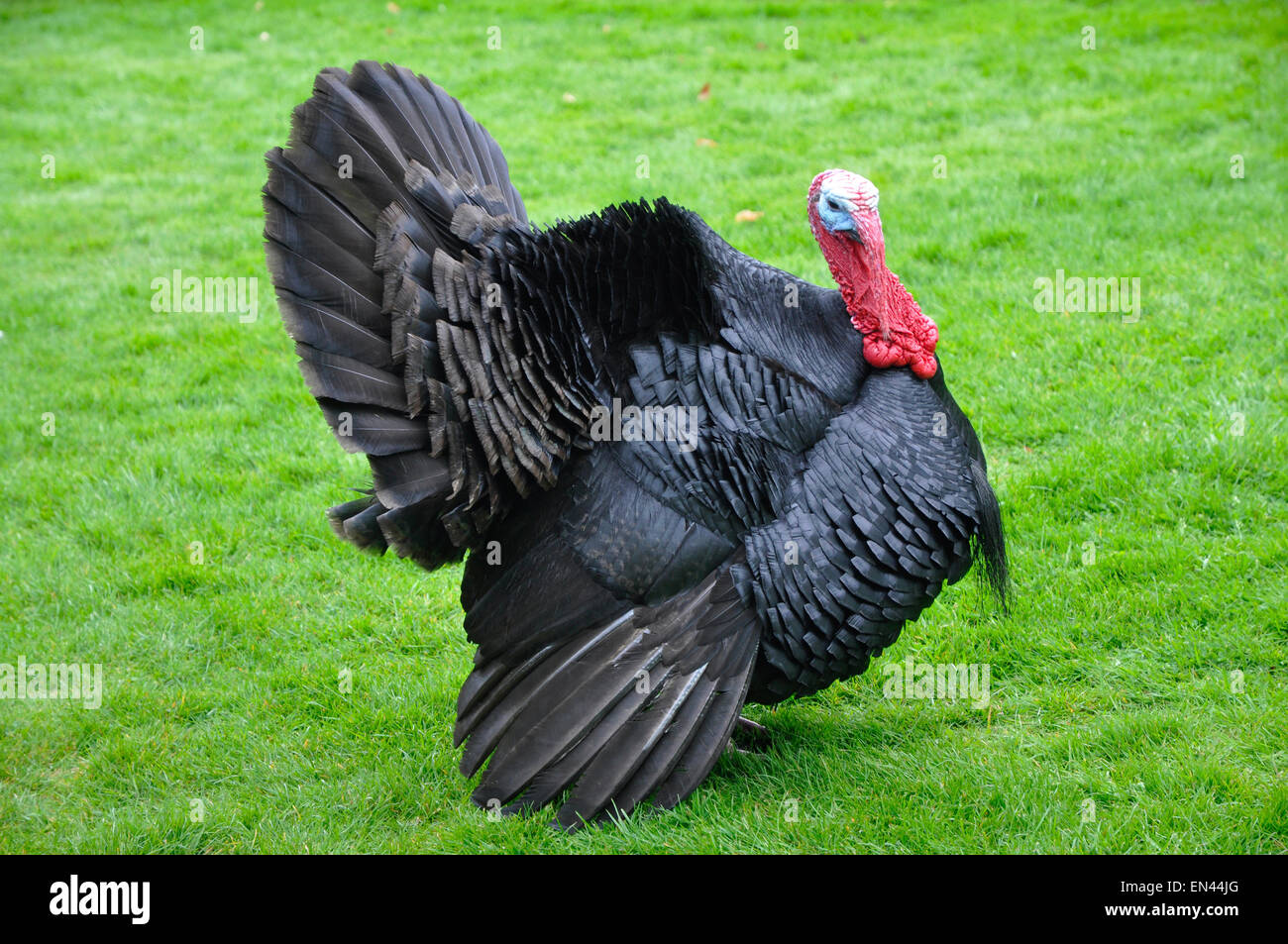 Large turkey farm hi-res stock photography and images - Alamy
