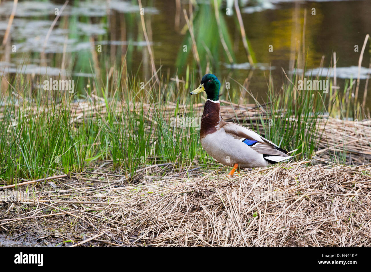 A mallard duck on the waters at Cilgerran nature reserve in ...