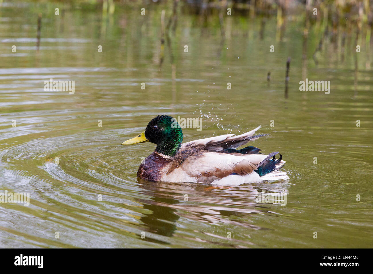 A mallard duck on the waters at Cilgerran nature reserve in ...