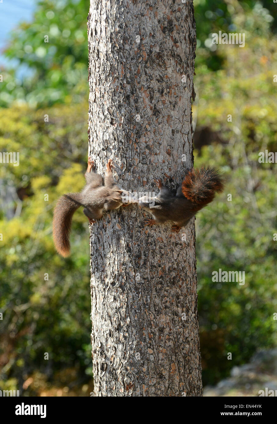 European red squirrels hi-res stock photography and images - Alamy