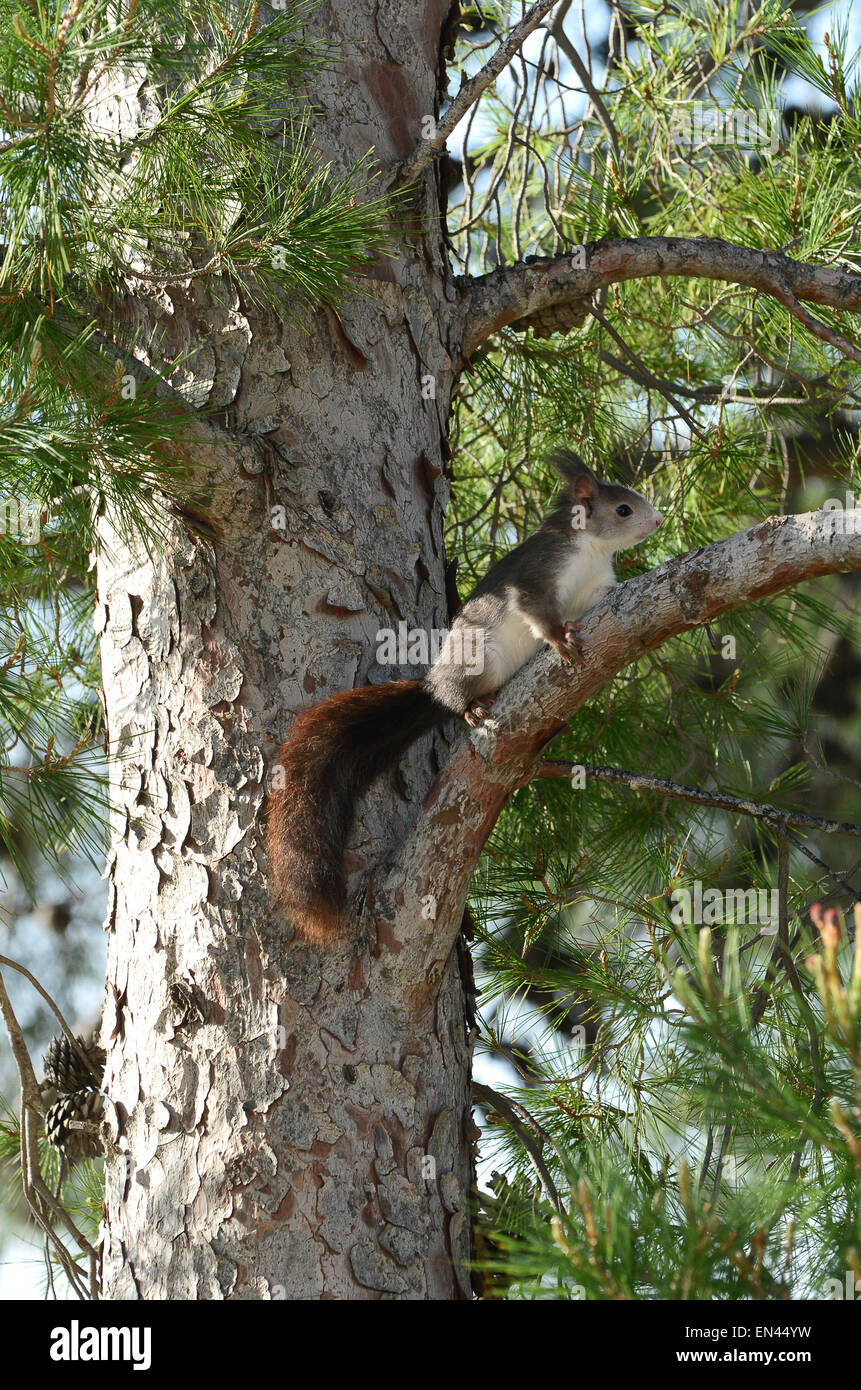 Spanish red squirrel hi-res stock photography and images - Alamy