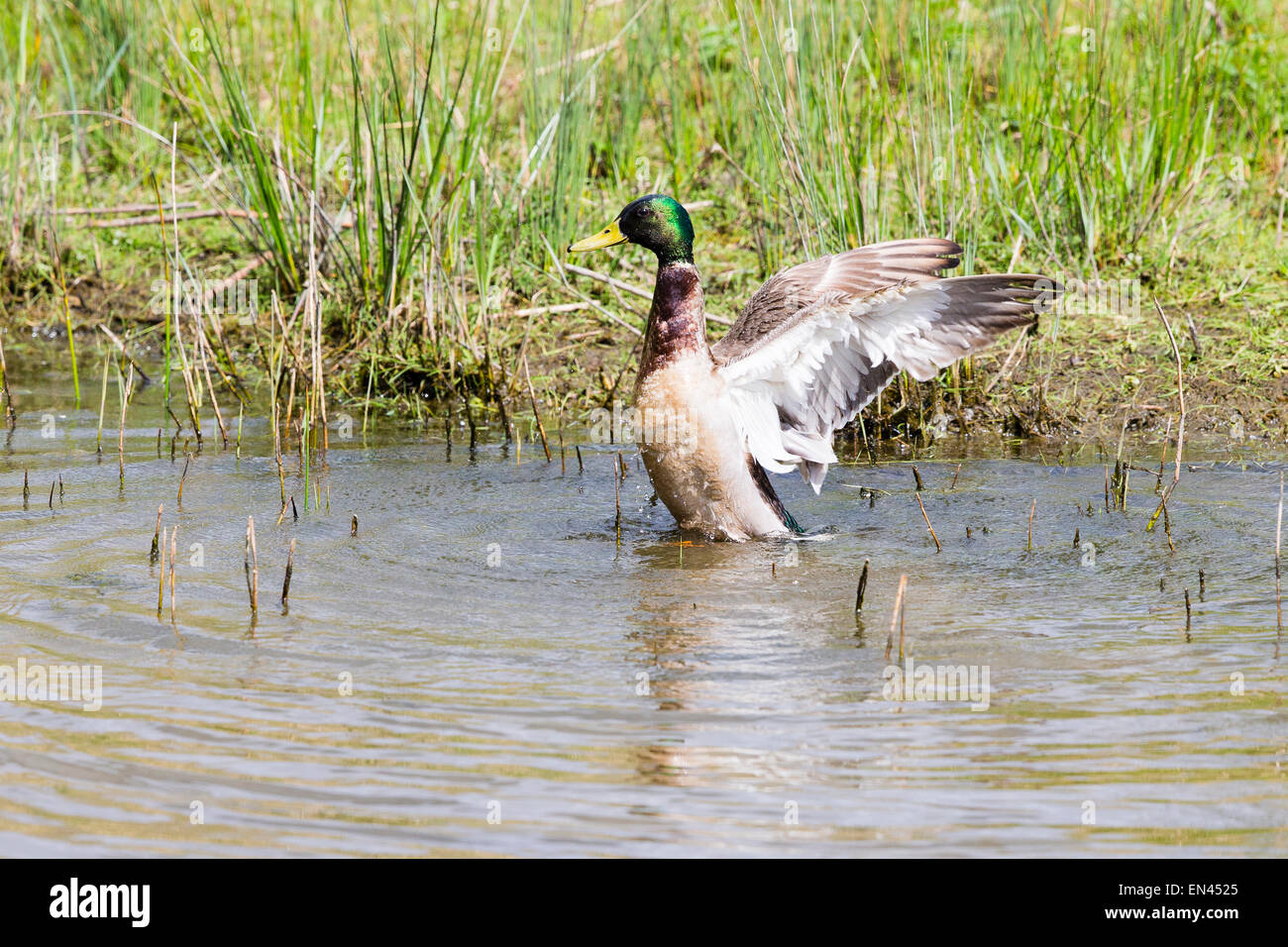 A mallard duck on the waters at Cilgerran nature reserve in ...