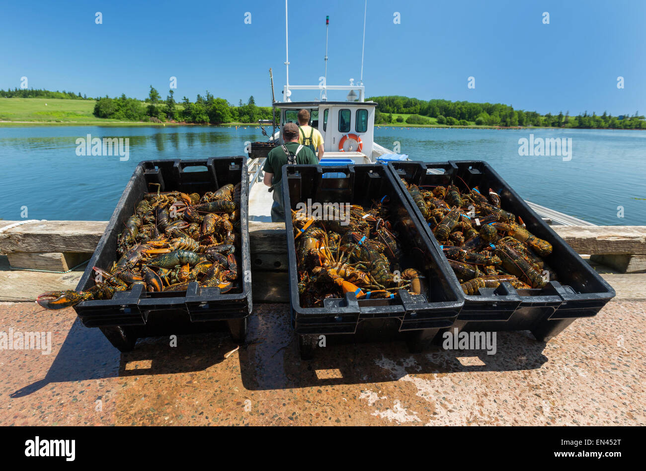 Lobster Fishing Prince Edward Island at Corrina Davis blog