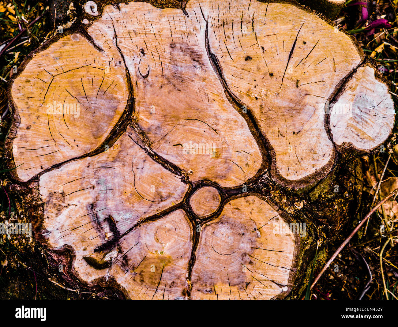 Sawn-off tree trunk pattern Stock Photo - Alamy