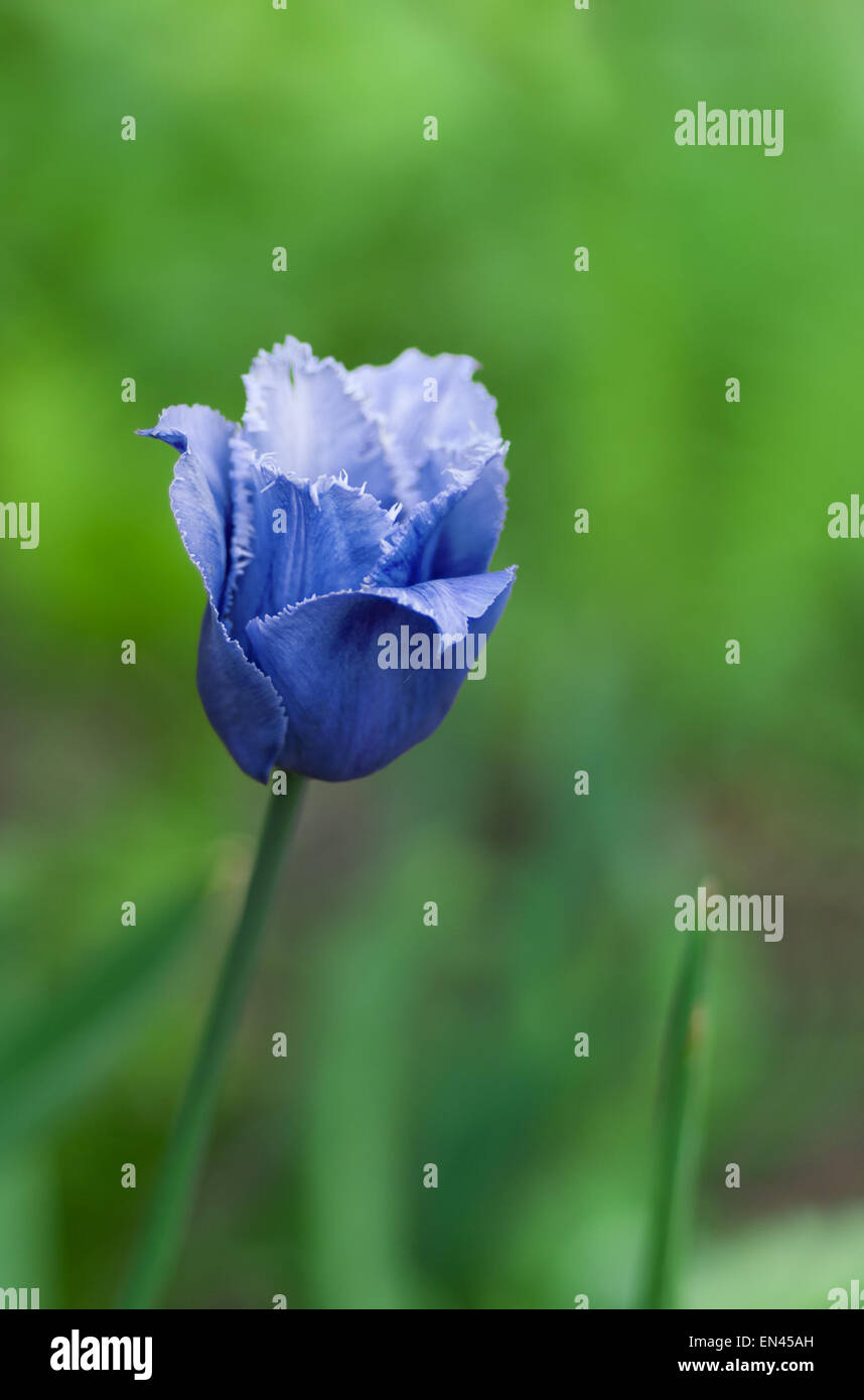 Blue rare tulip against green background (shallow dof Stock Photo - Alamy
