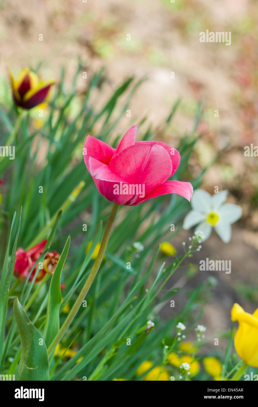 Pink tulip in a spring garden Stock Photo - Alamy