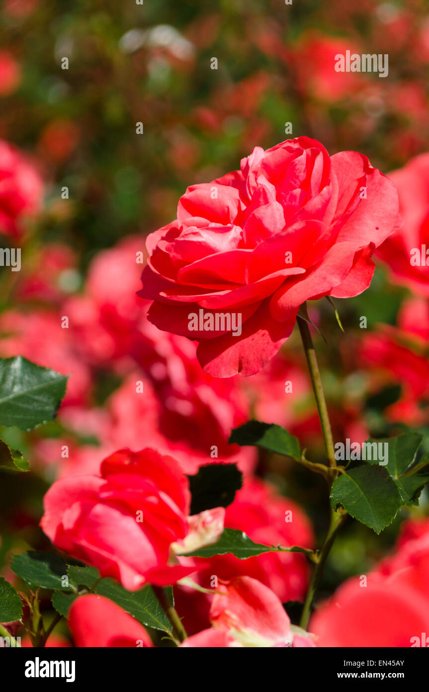Bright red rose bush close-up view Stock Photo - Alamy