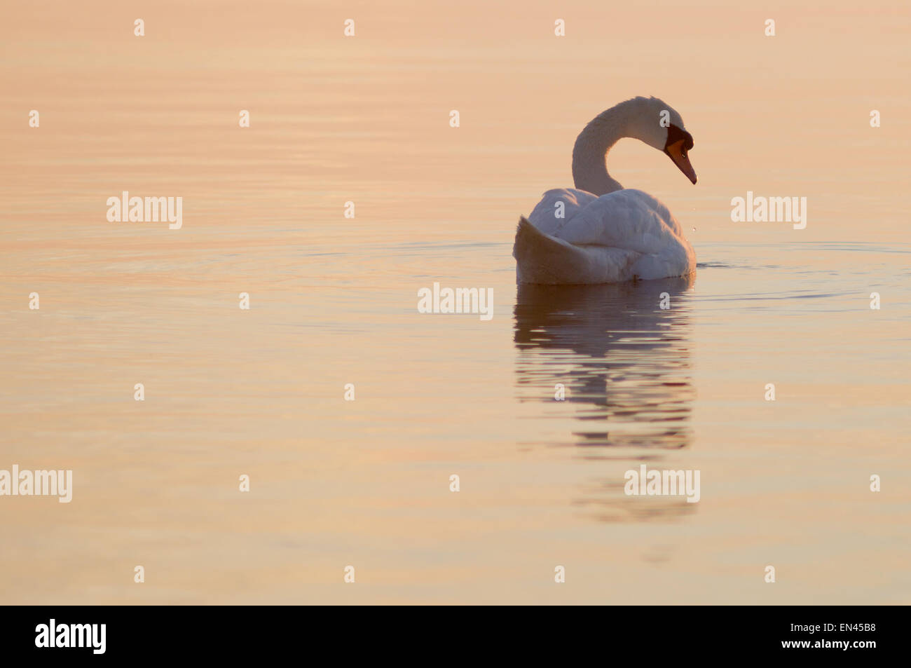 Alone elegant white swan at sunset of sea bay Stock Photo - Alamy