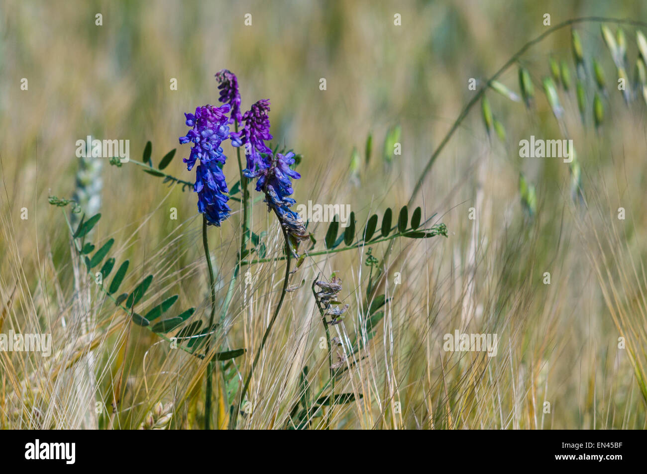 Vetch field hi-res stock photography and images - Alamy