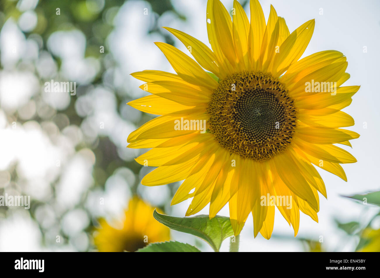 Bright single sunflower Stock Photo - Alamy