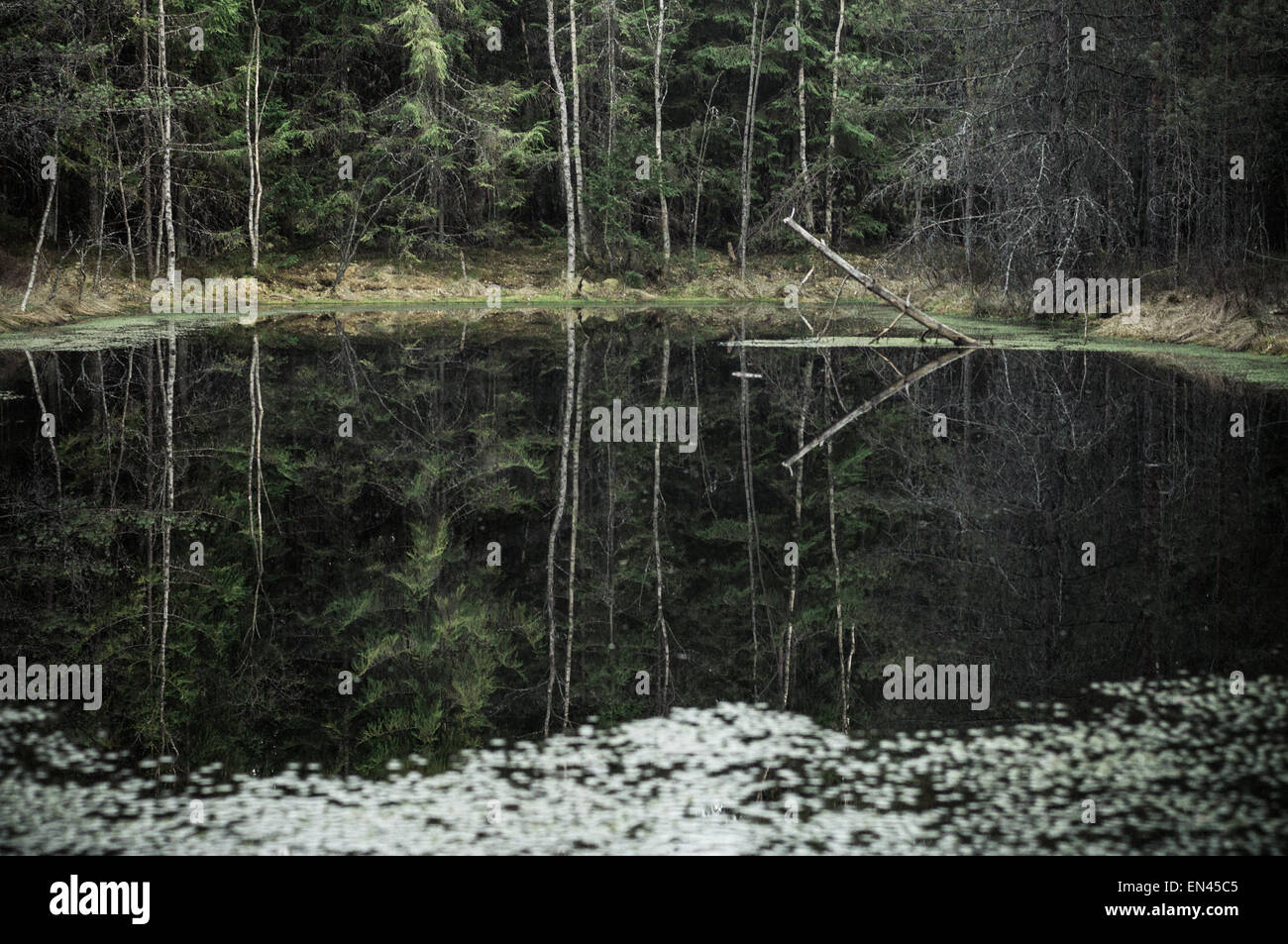 Forest lake dark water hi-res stock photography and images - Alamy