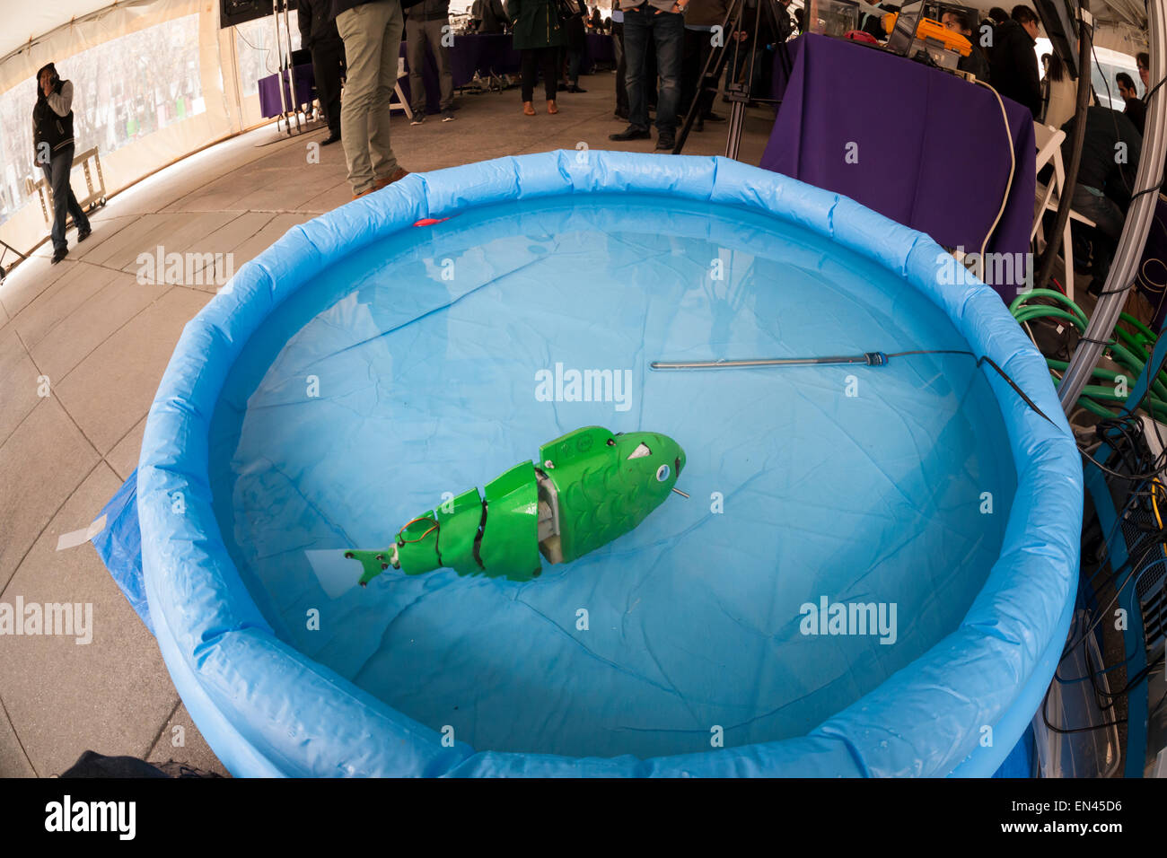 Ph.D candidate Paul Phamduy's robotic fish, built in collaboration with ...