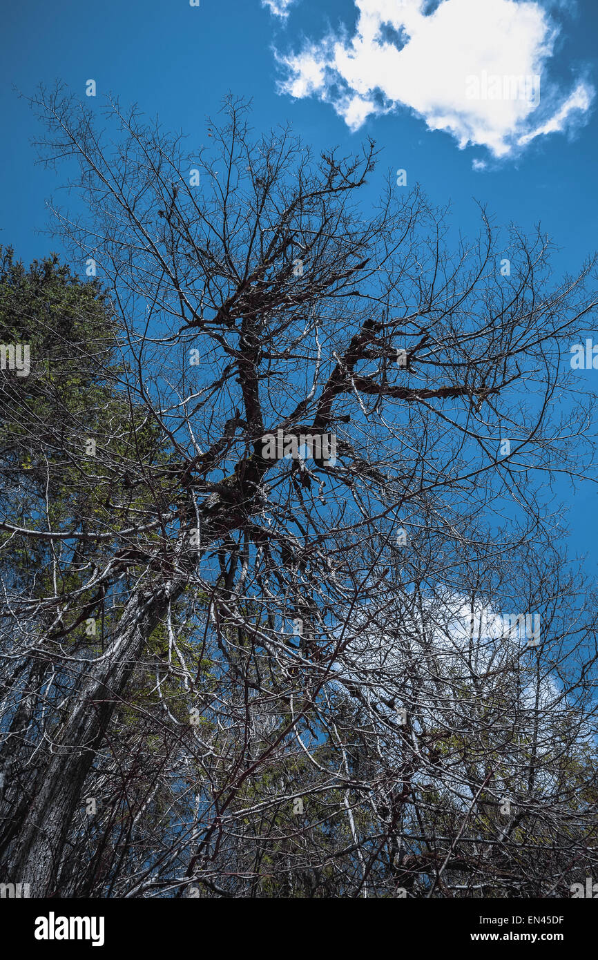 Tree blue sky clouds hi-res stock photography and images - Alamy