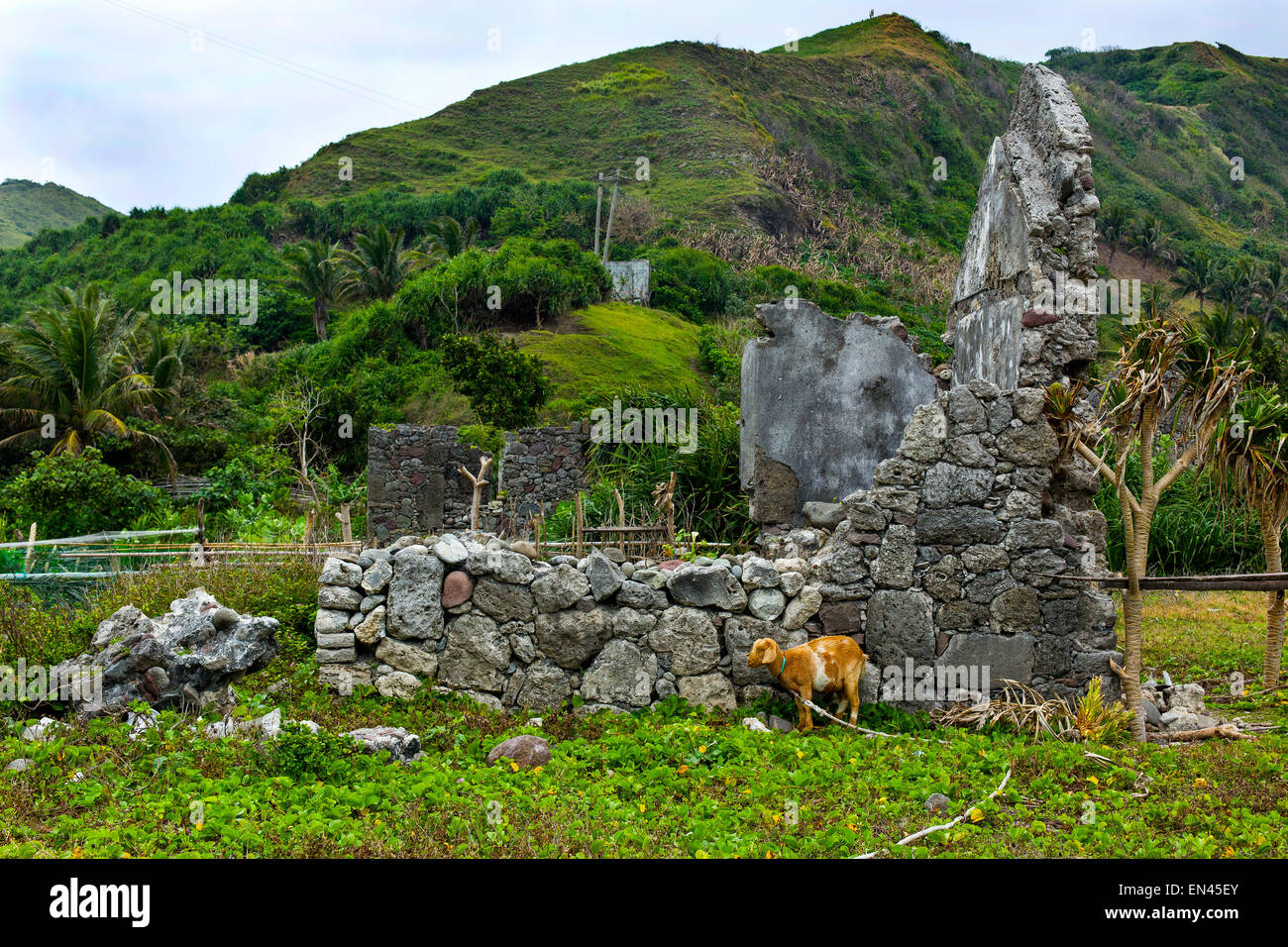 A goat stands next to the remains of a home on the island of Sabtang ...