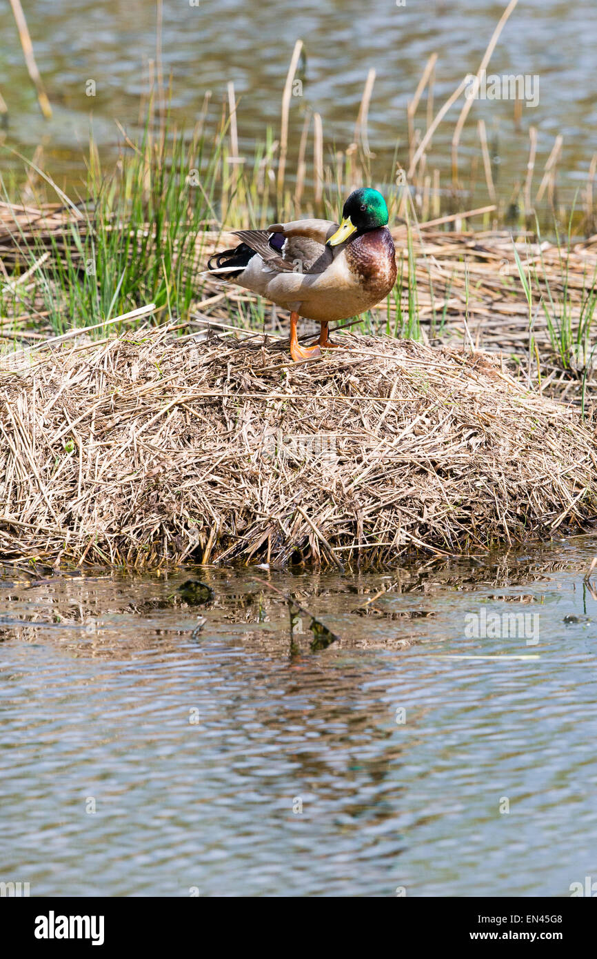 A mallard duck on the waters at Cilgerran nature reserve in ...