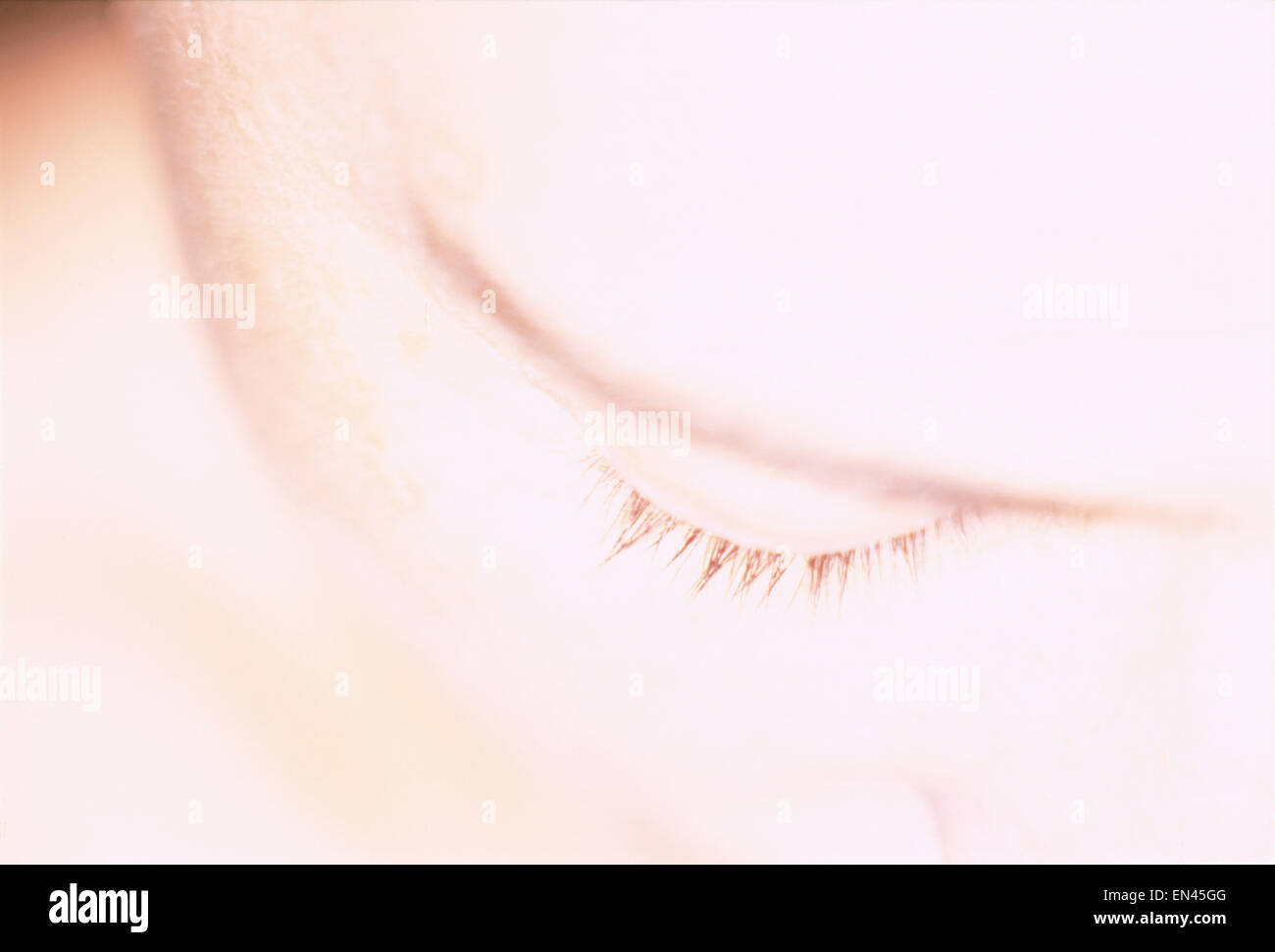 Brow head hi-res stock photography and images - Alamy