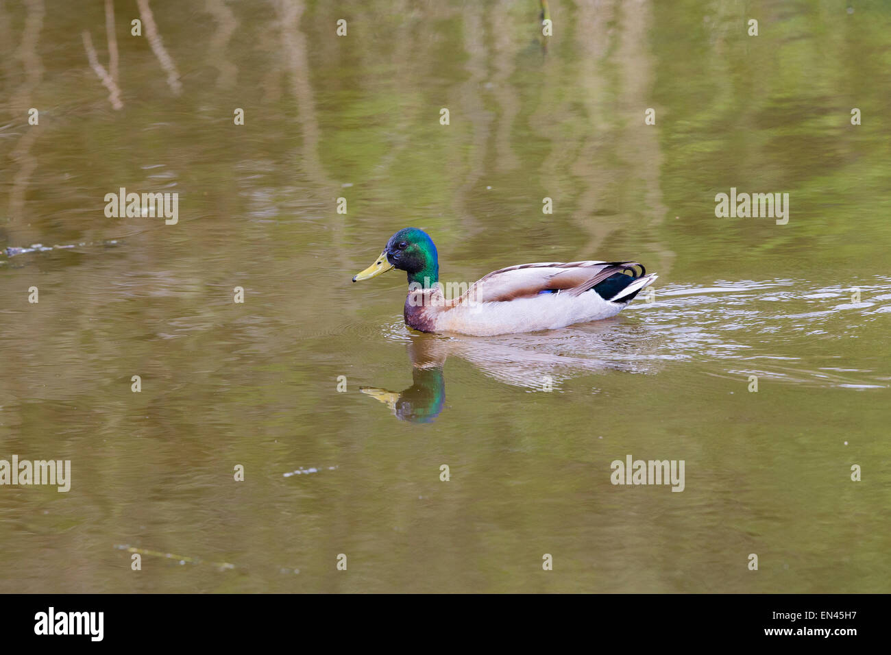 A mallard duck on the waters at Cilgerran nature reserve in ...