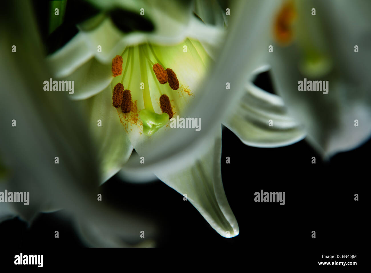 A hidden lily tucked behind its colleagues in the bouquet of lilies ...