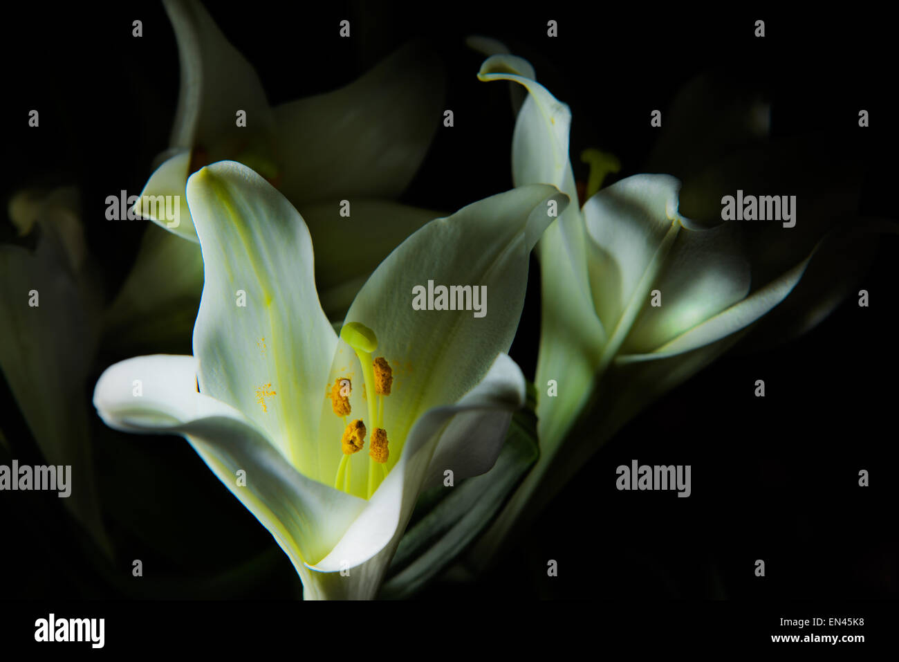 upward facing blooming white lily Stock Photo - Alamy