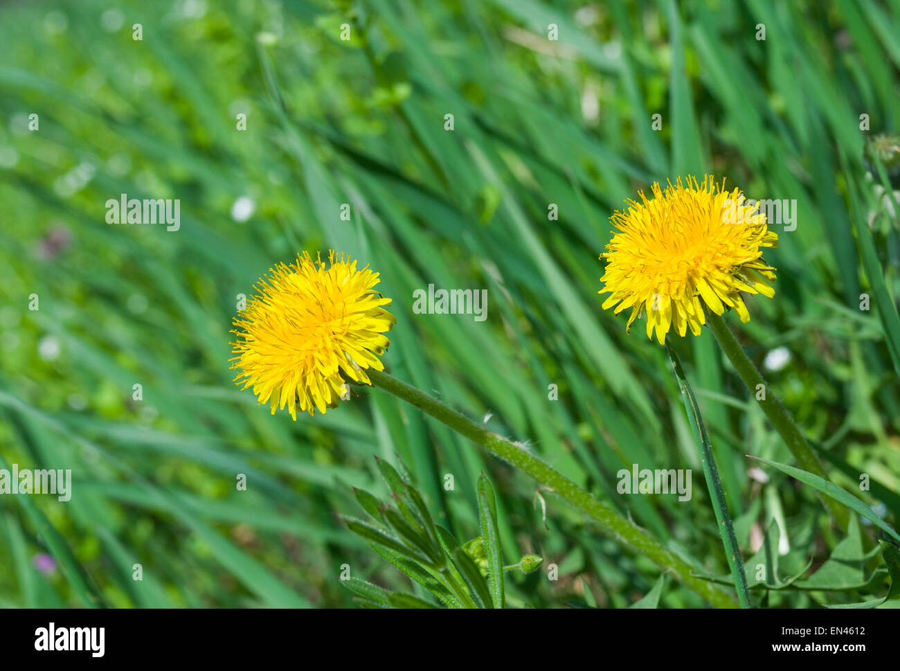 Dandelion family in spring grass Stock Photo - Alamy