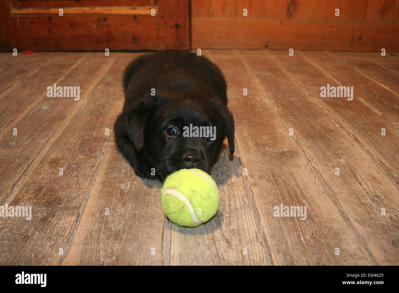 Labrador puppy with tennis ball Stock Photo - Alamy