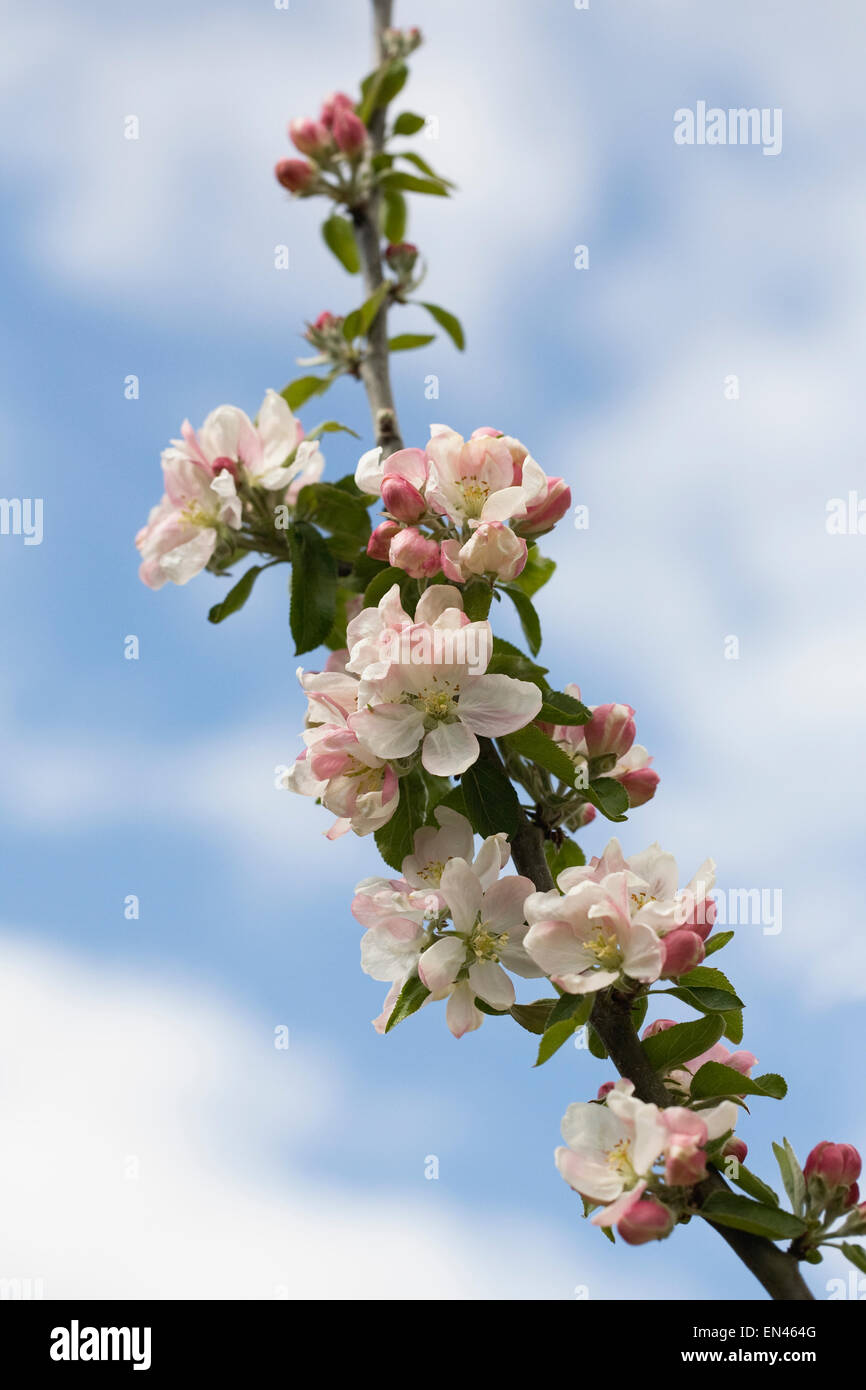 Malus domestica "Egremont Russet". Apple blossom in Spring Stock Photo ...