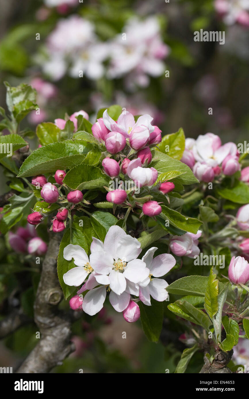 Malus domestica and flower and bud hi-res stock photography and images ...