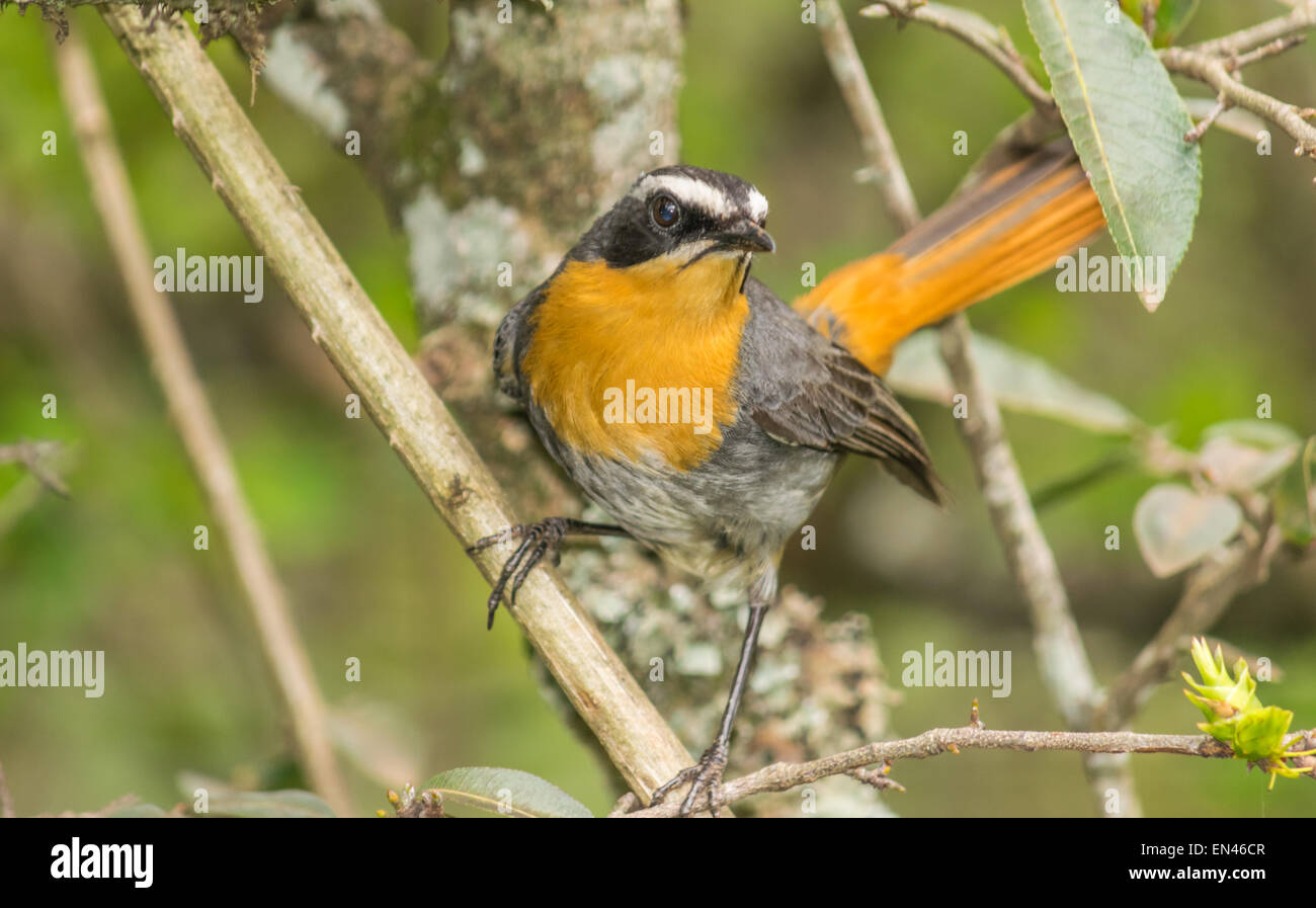 Birdie africa hi-res stock photography and images - Alamy