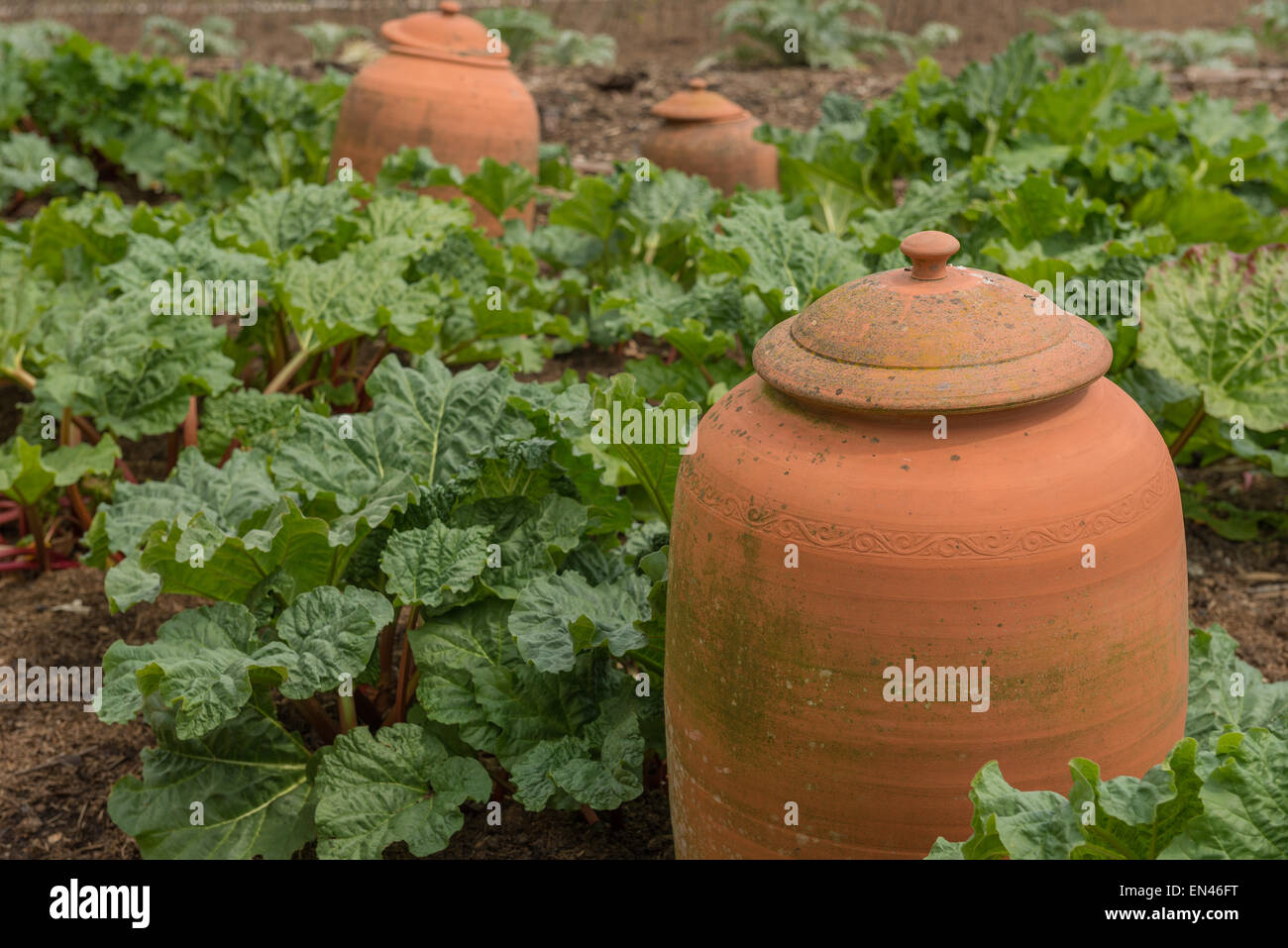 attractive large Victorian traditional style rhubarb forcer terracotta ...