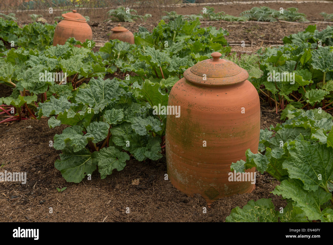 attractive large Victorian traditional style rhubarb forcer terracotta ...