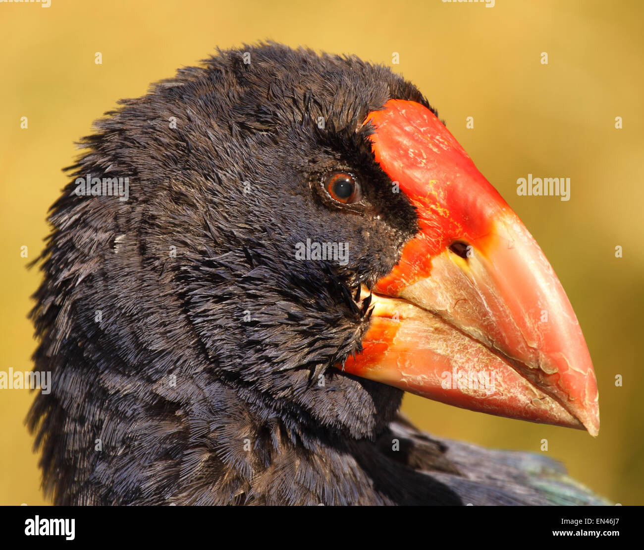 A bold portrait of a Takahe highlighting it's beak Stock Photo - Alamy