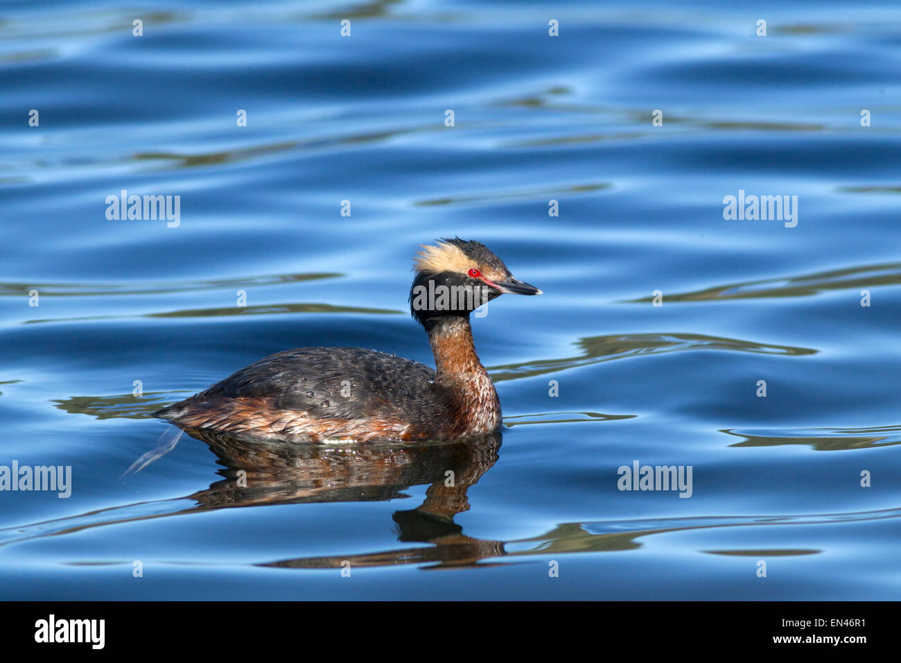 Small Horned Grebe Stock Photo - Alamy