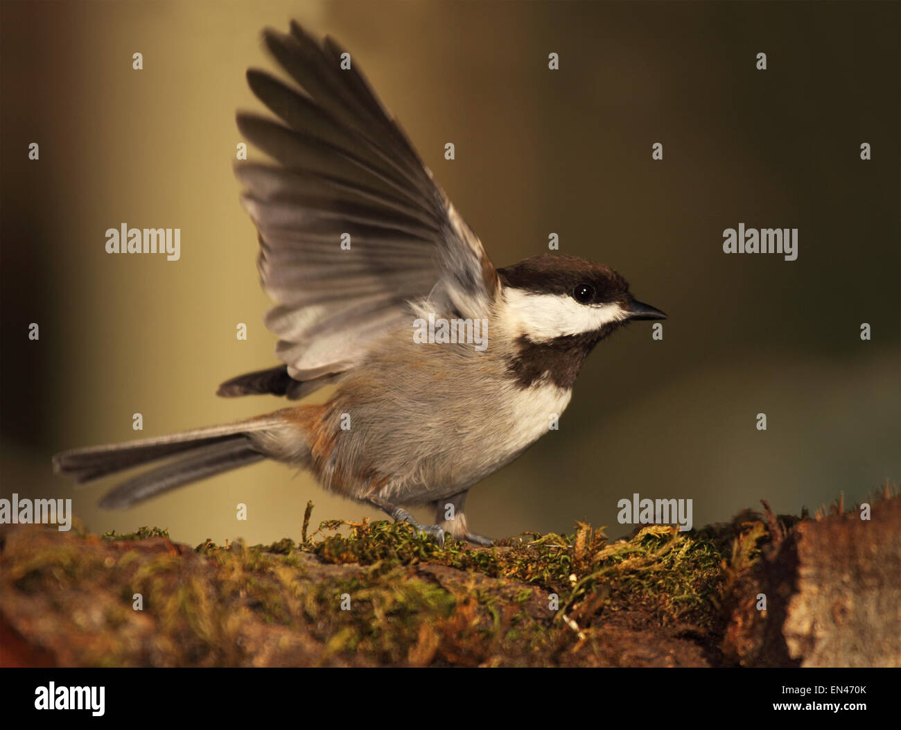 Chickadee flying hi-res stock photography and images - Alamy