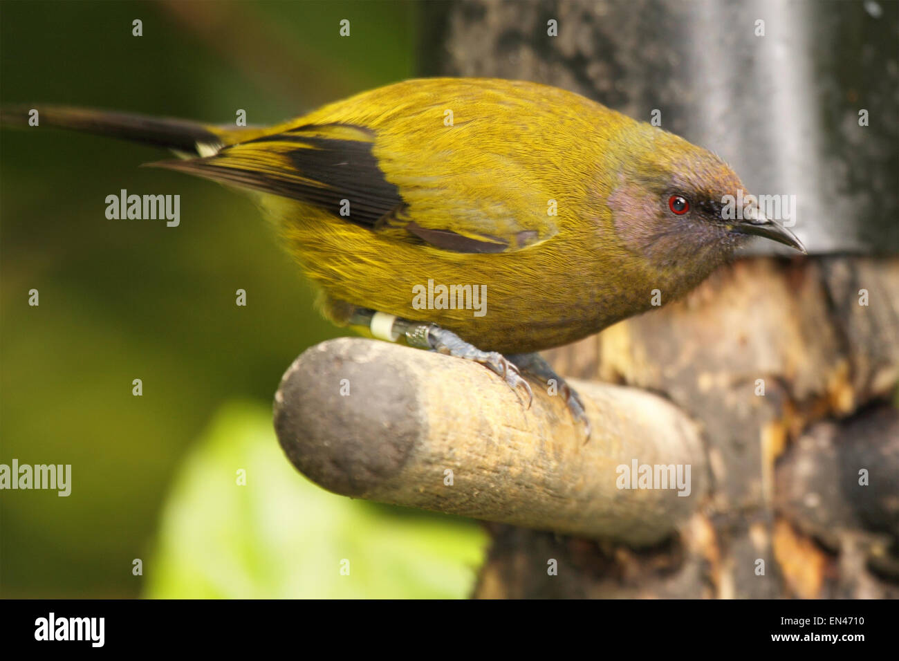 Hunched bird hi-res stock photography and images - Alamy
