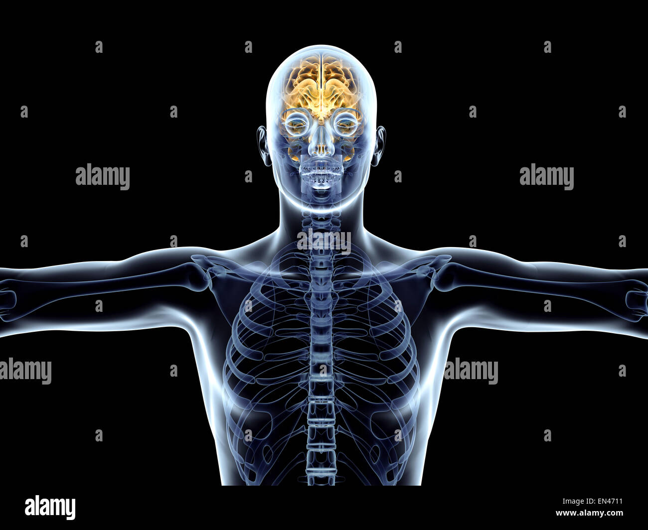 The human Brain. 3D rendered illustration. Isolated on black Stock ...