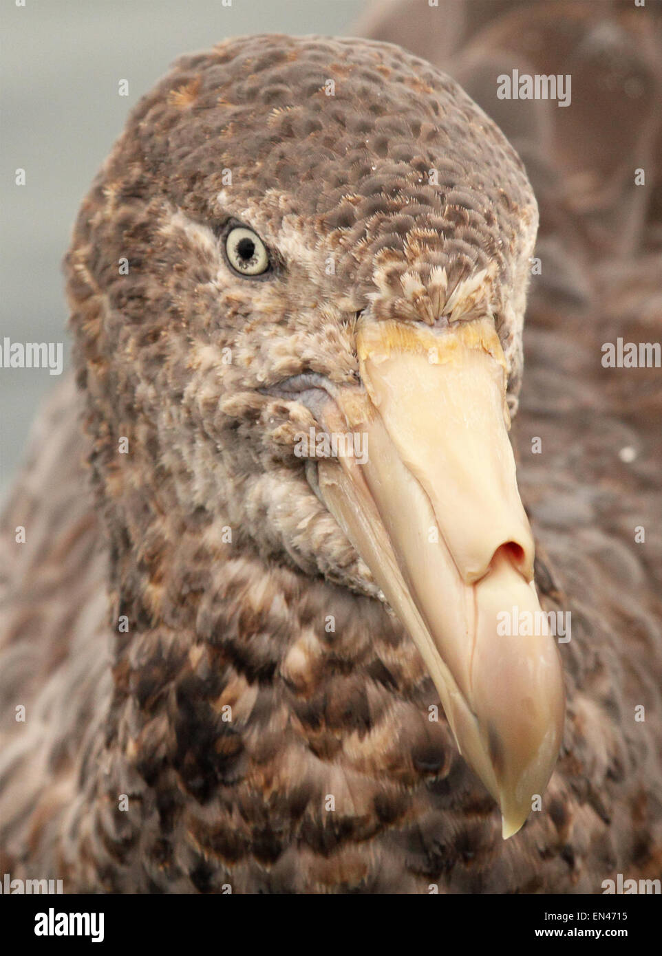Petrel bird hi-res stock photography and images - Alamy