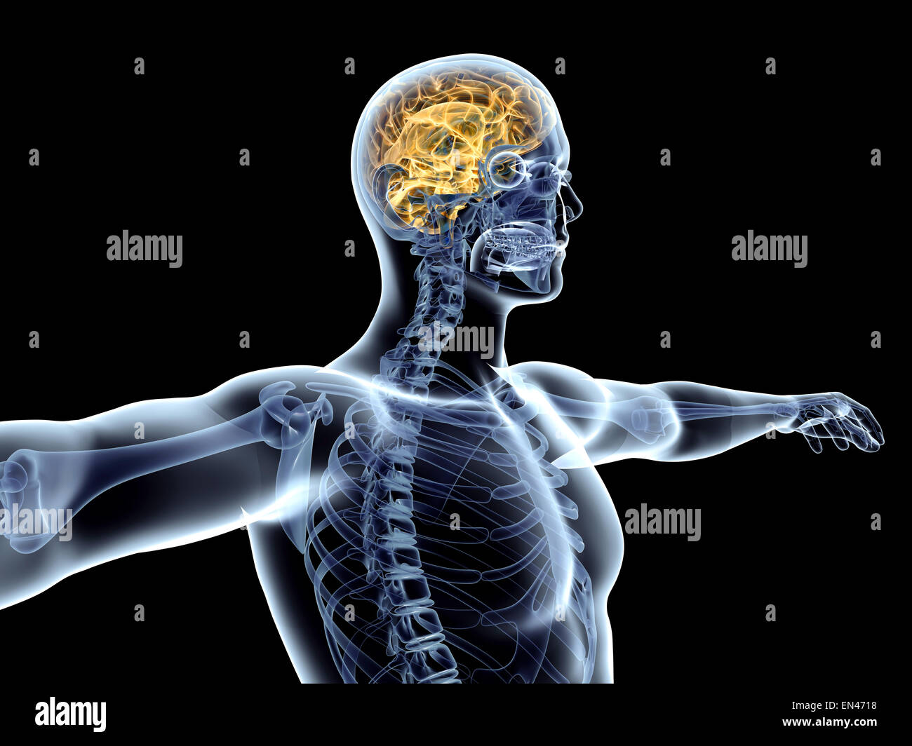 The human Brain. 3D rendered illustration. Isolated on black Stock ...