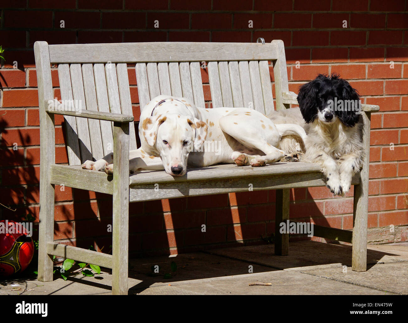 Dogs laying on a wooden bench hi-res stock photography and images - Alamy