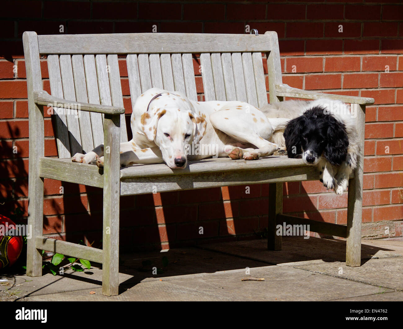 2 dogs on a bench Stock Photo - Alamy