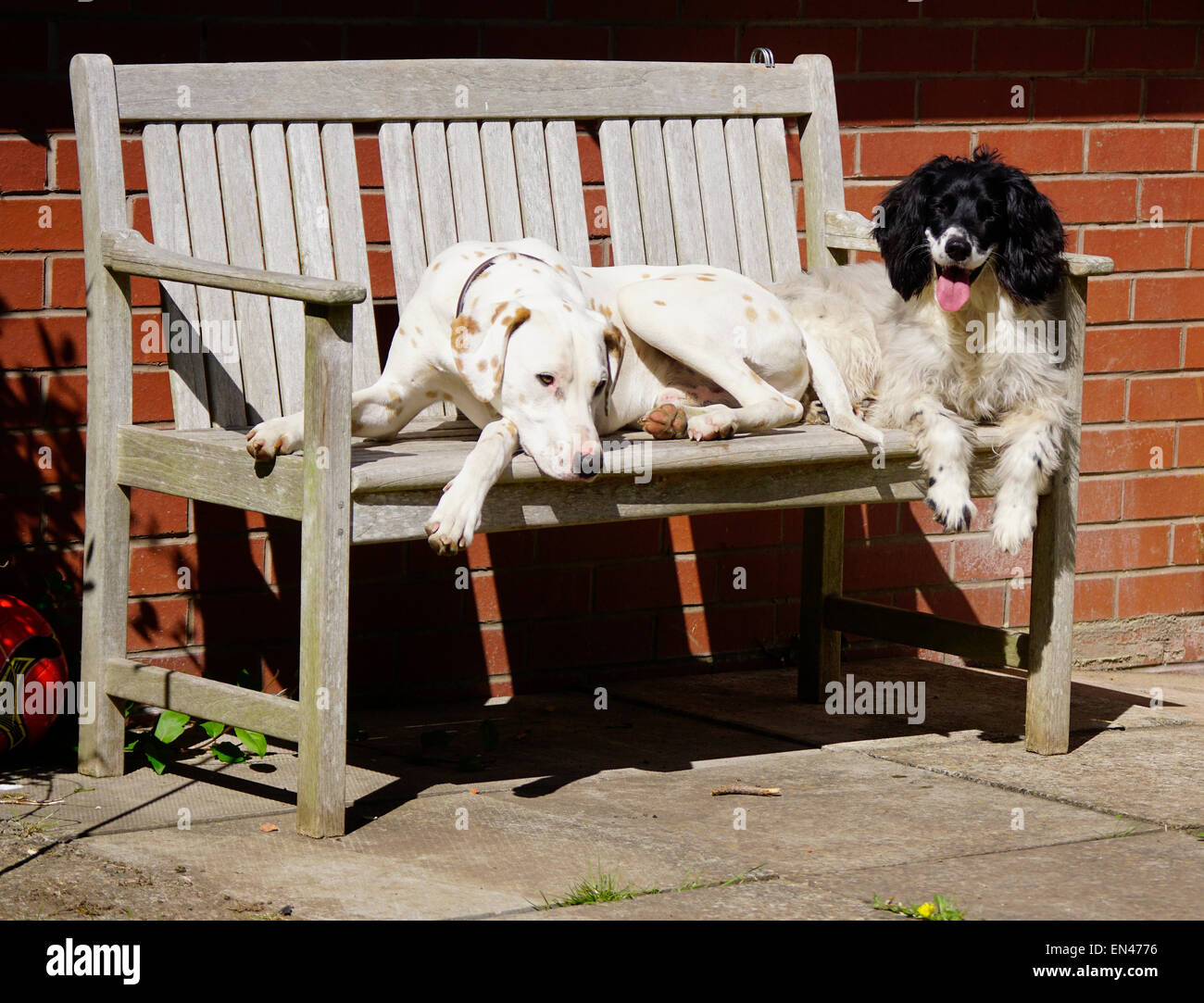 Dogs resting on a bench Stock Photo - Alamy